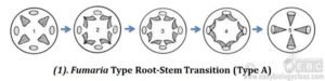 Root Stem Transition | EasyBiologyClass