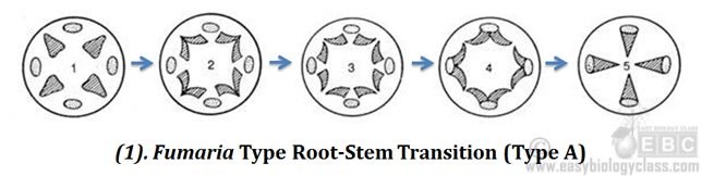 Root Stem Transition | EasyBiologyClass