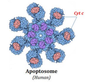 Intrinsic Apoptotic Pathway (Signalling) | EasyBiologyClass