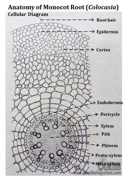 Roots Monocot Plant Anatomy