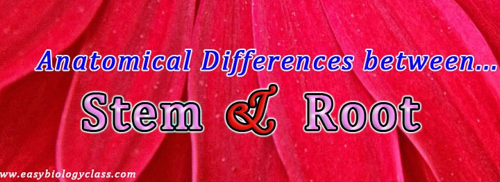 Stem Vs Root Easy Biology Class stem-vs-root-easy-biology-class