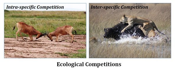 Stages of Ecological Succession (PPT) | easybiologyclass