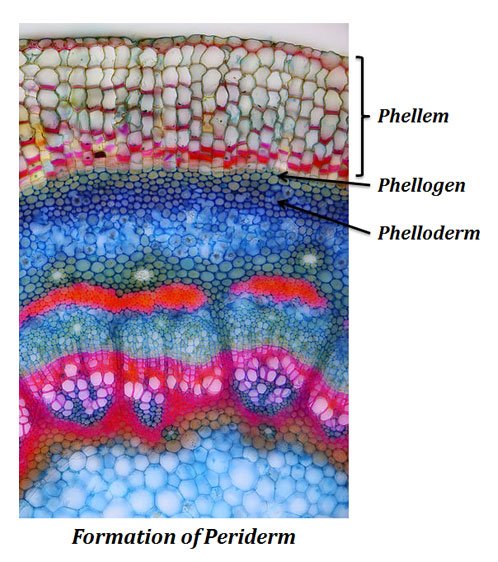 Phellem vs Phelloderm: Similarities & Differences | easybiologyclass