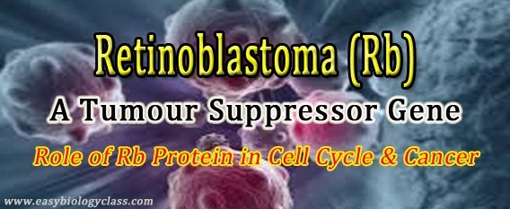 Rb – Tumor Suppressor Gene (Functions) | EasyBiologyClass