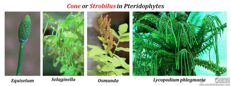 General Characteristics of Pteridophytes | EasyBiologyClass