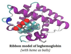 Leghemoglobin-Structure | Easy Biology Class