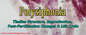 Polysiphonia: Post Fertilization Changes | EasyBiologyClass