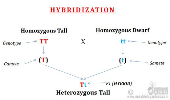 Genetics: Concepts and Terminologies + PPT | easybiologyclass