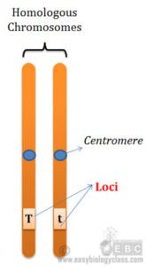 Terminologies in Genetics | EasyBiologyClass