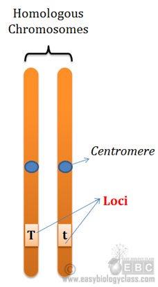 Terminologies in Genetics | EasyBiologyClass