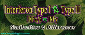Type I vs Type II Interferons | EasyBiologyClass