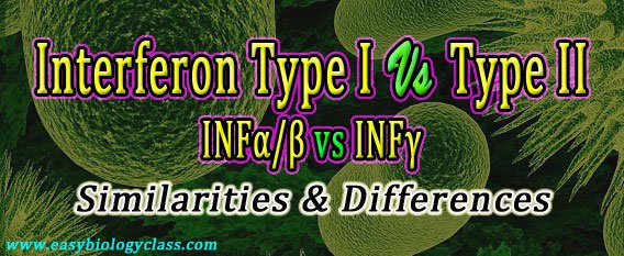 Type I vs Type II Interferons | EasyBiologyClass