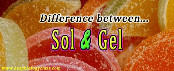 Difference between Sol and Gel (Colloids) | EasyBiologyClass