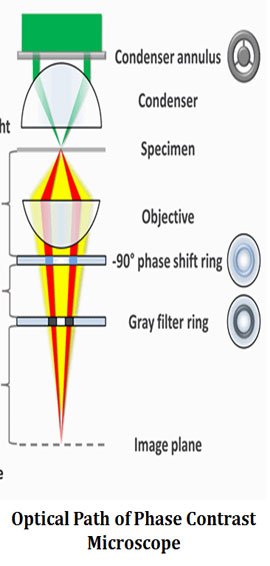 Difference between Phase Contrast and DIC Microscope | EasyBiologyClass