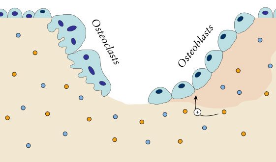 Difference between Osteoblast and Osteoclast | EasyBiologyClass