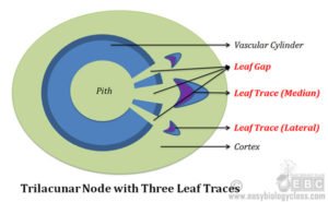 Nodal Anatomy | EasyBiologyClass
