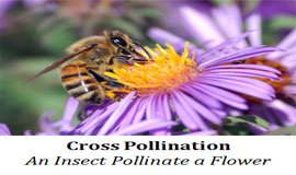 Difference between Self Pollination and Cross Pollination ...