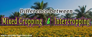 Difference between Mixed Cropping and Intercropping | EasyBiologyClass