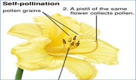 Self Pollination Examples
