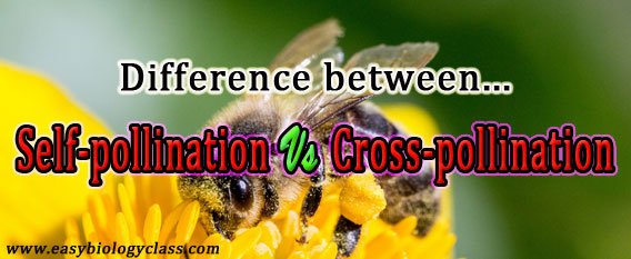 Difference between Self Pollination and Cross Pollination ...