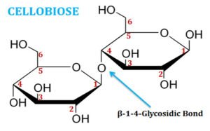 Structure of Disaccharides | EasyBiologyClass