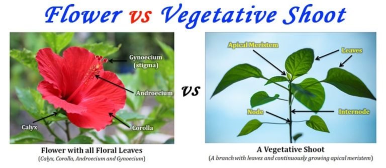 Difference between Flower Shoot and Vegetative Shoot | EasyBiologyClass
