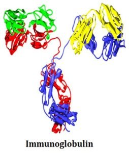 Immunoglobulin Structure and Function | EasyBiologyClass