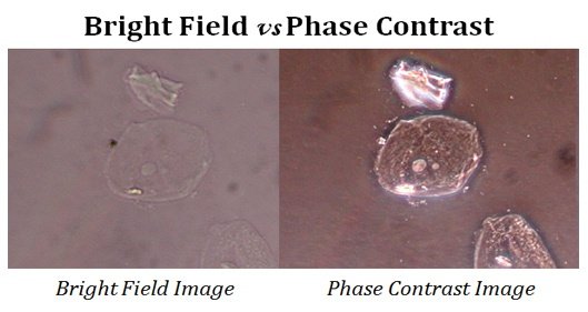 Working Principle of Phase Contrast Microscope | EasyBiologyClass