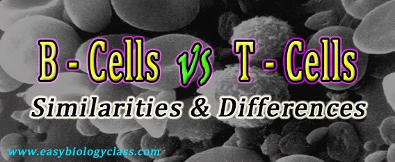Difference between B Cells and T Cells | EasyBiologyClass Difference between B Cells and T Cells | EasyBiologyClass
