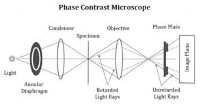 Working Principle of Phase Contrast Microscope | EasyBiologyClass