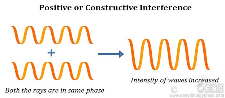 Working Principle of Phase Contrast Microscope | EasyBiologyClass