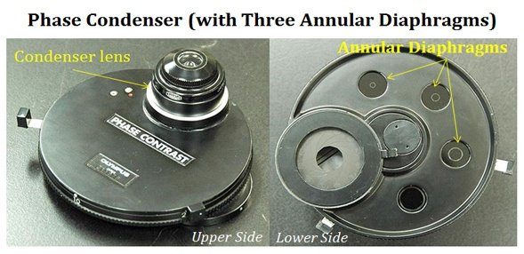 Working Principle of Phase Contrast Microscope | EasyBiologyClass
