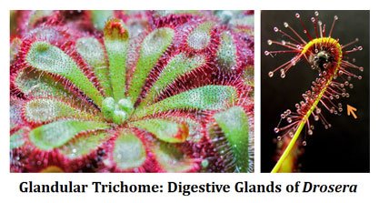 Secretory Tissue in Plants | EasyBiologyClass