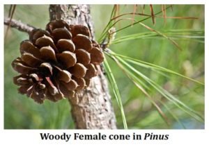 Female-cone-gymnosperm-pinus | EasyBiologyClass