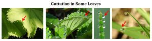 Secretory Tissue in Plants | EasyBiologyClass