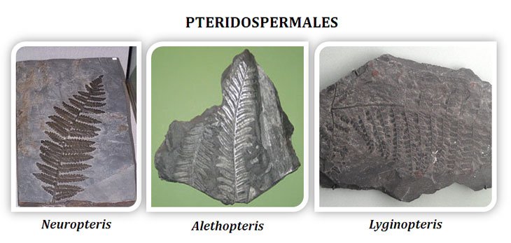Classification of Gymnosperms | EasyBiologyClass