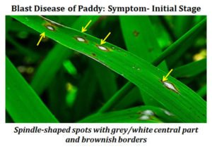 Blast Disease of Rice | EasyBiologyClass