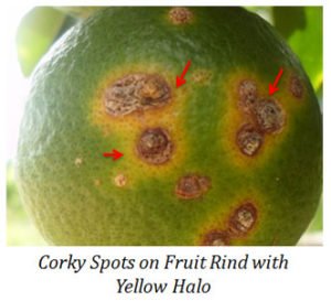 Citrus Canker Notes | EasyBiologyClass