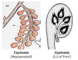 General Characteristics of Caytoniales | EasyBiologyClass