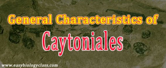 General Characteristics of Caytoniales | EasyBiologyClass