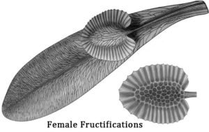 Glossopteridales and Glossopteris | EasyBiologyClass