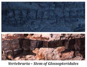 Glossopteridales and Glossopteris | EasyBiologyClass
