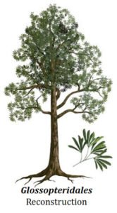 Glossopteridales and Glossopteris | EasyBiologyClass