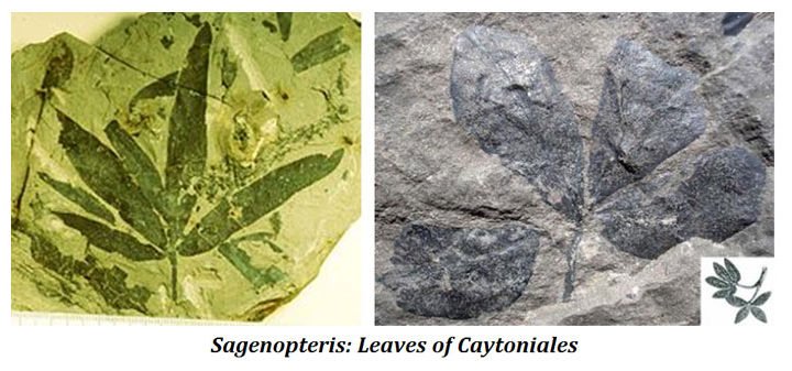 General Characteristics of Caytoniales | EasyBiologyClass