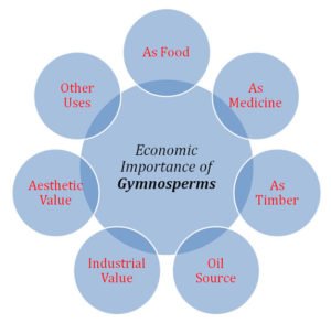 Economic Importance of Gymnosperms | EasyBiologyClass