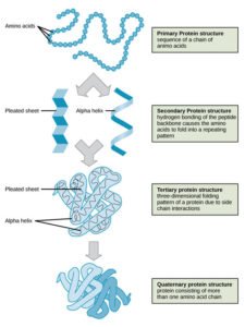 Protein Structure Short Lecture Notes | EasyBiologyClass