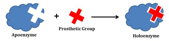 Structure of Enzymes: Short Notes | EasyBiologyClass