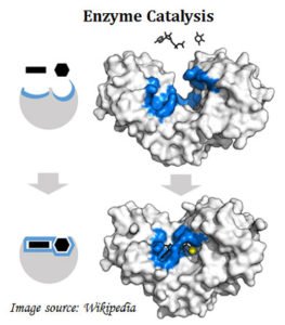 Structure of Enzymes: Short Notes | EasyBiologyClass