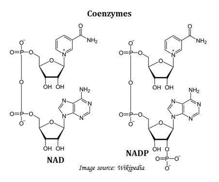 Structure of Enzymes: Short Notes | EasyBiologyClass