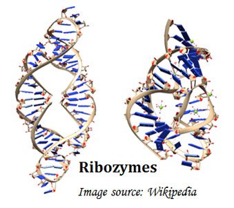 Structure of Enzymes: Short Notes | EasyBiologyClass